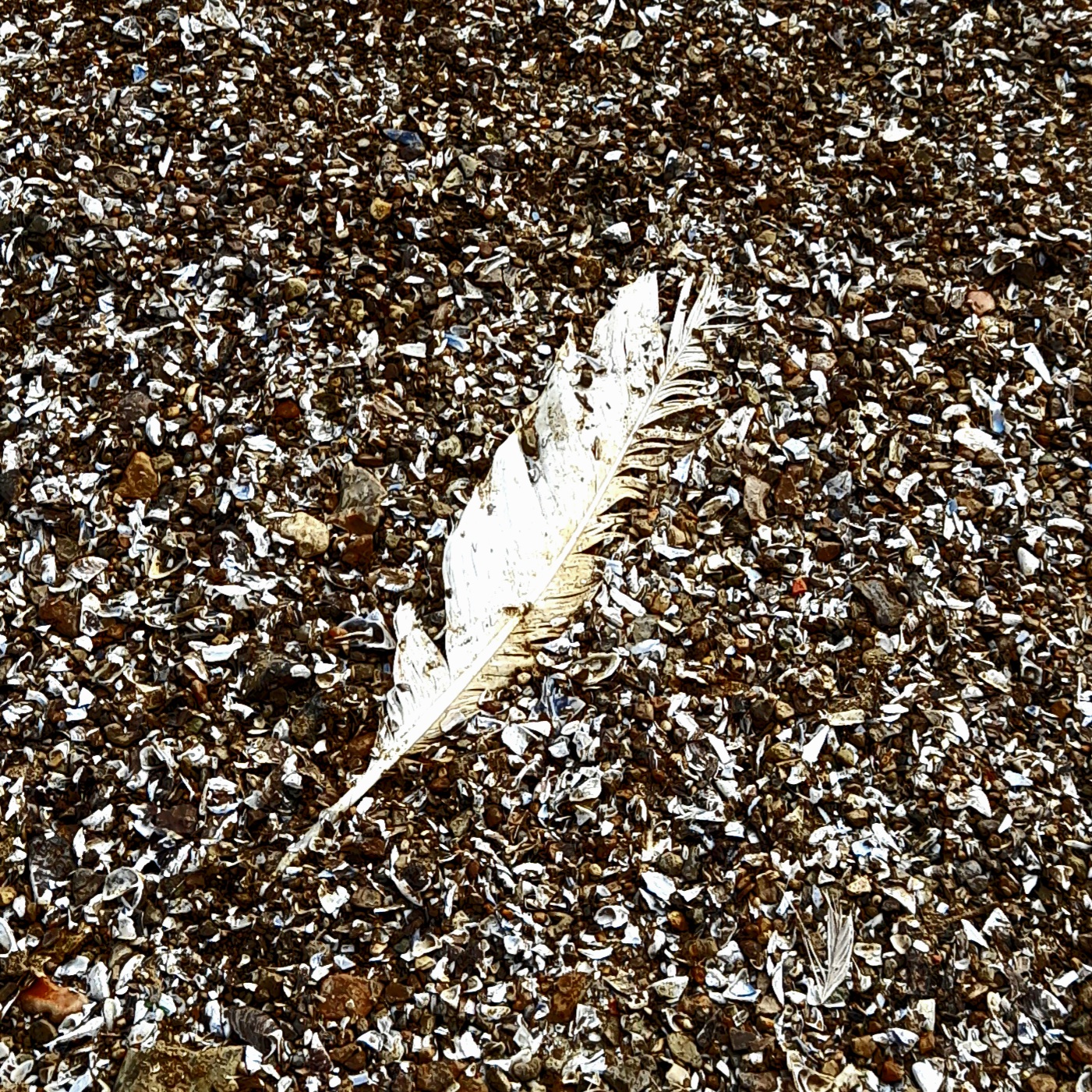 Bewl Water – Somebody Always Drowns